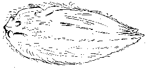 Karava of Sri Lanka - The Pattini Cult