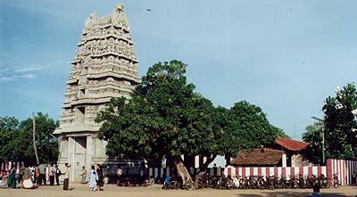 Karava of Sri Lanka - The Pattini Cult